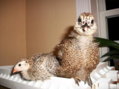 Guinea-Chicken Hybrid: Can Chickens and Guineas Breed? - Backyard Poultry